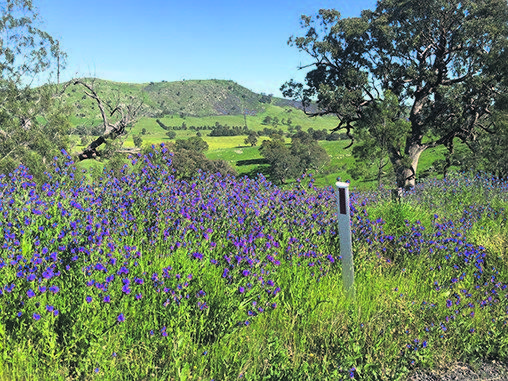 Roadside Weeds and Pest Program Control Plan 2023-2026 | Have Your Say